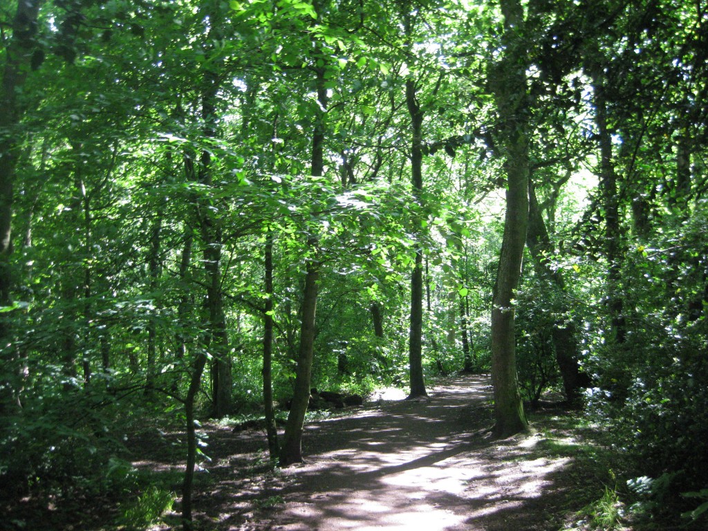 Installing the Softek Barcode Reader Toolkit on Ubuntu 12.10 - bardecode.com