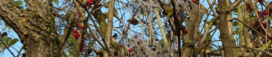 trial Archives - bardecode.com